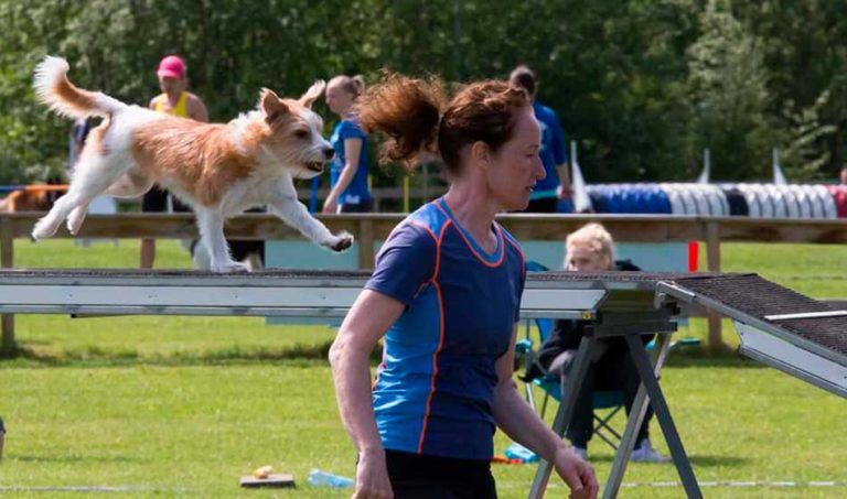 Agility: Slik kommer du i gang med den populære hundesporten