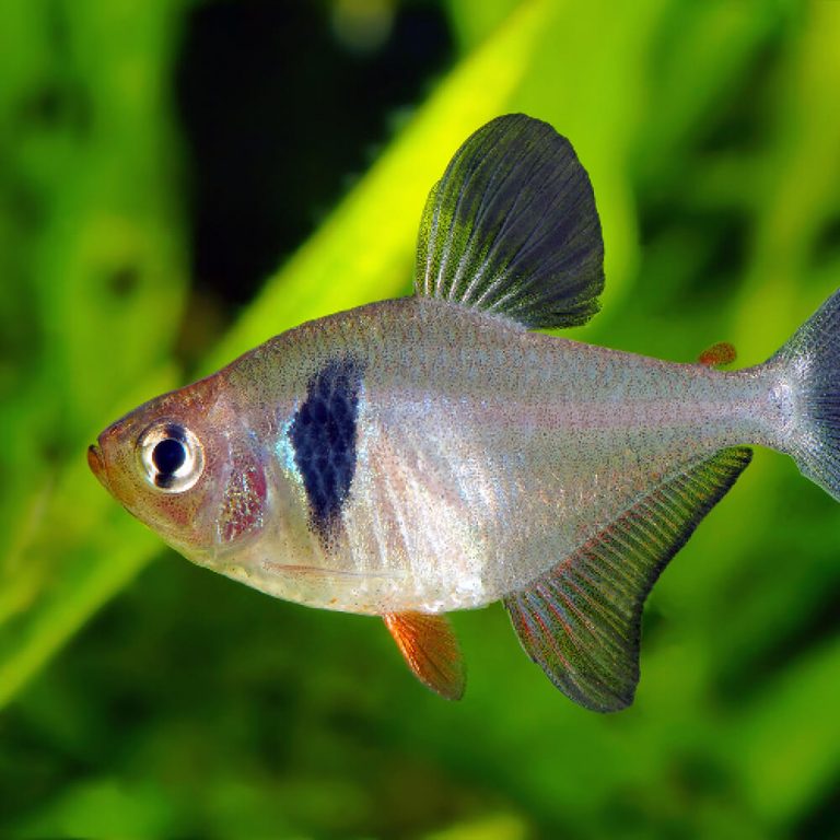 Akvariefisk i flere arter | Kjøp ferskvannsfisk og utstyr hos Buddy!