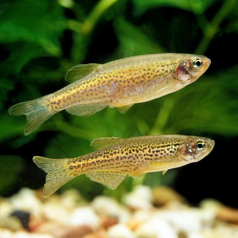 Endlers guppy (Poecilia Wingei) - Dyrebutikken Buddy